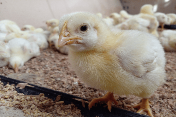Prices of Day Old Chicks In Nigeria Today - Farmsquare